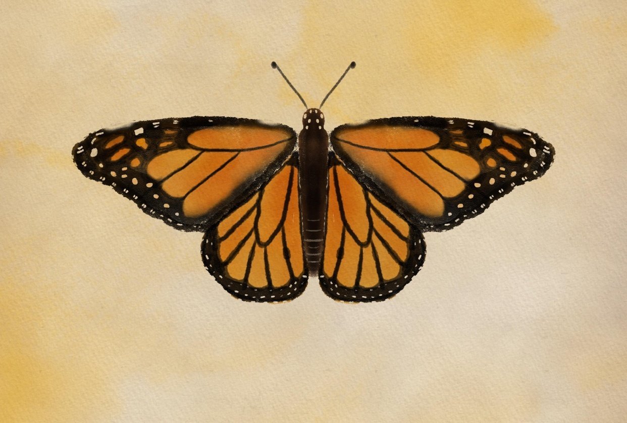 Monarch Butterfly | Skillshare Student Project