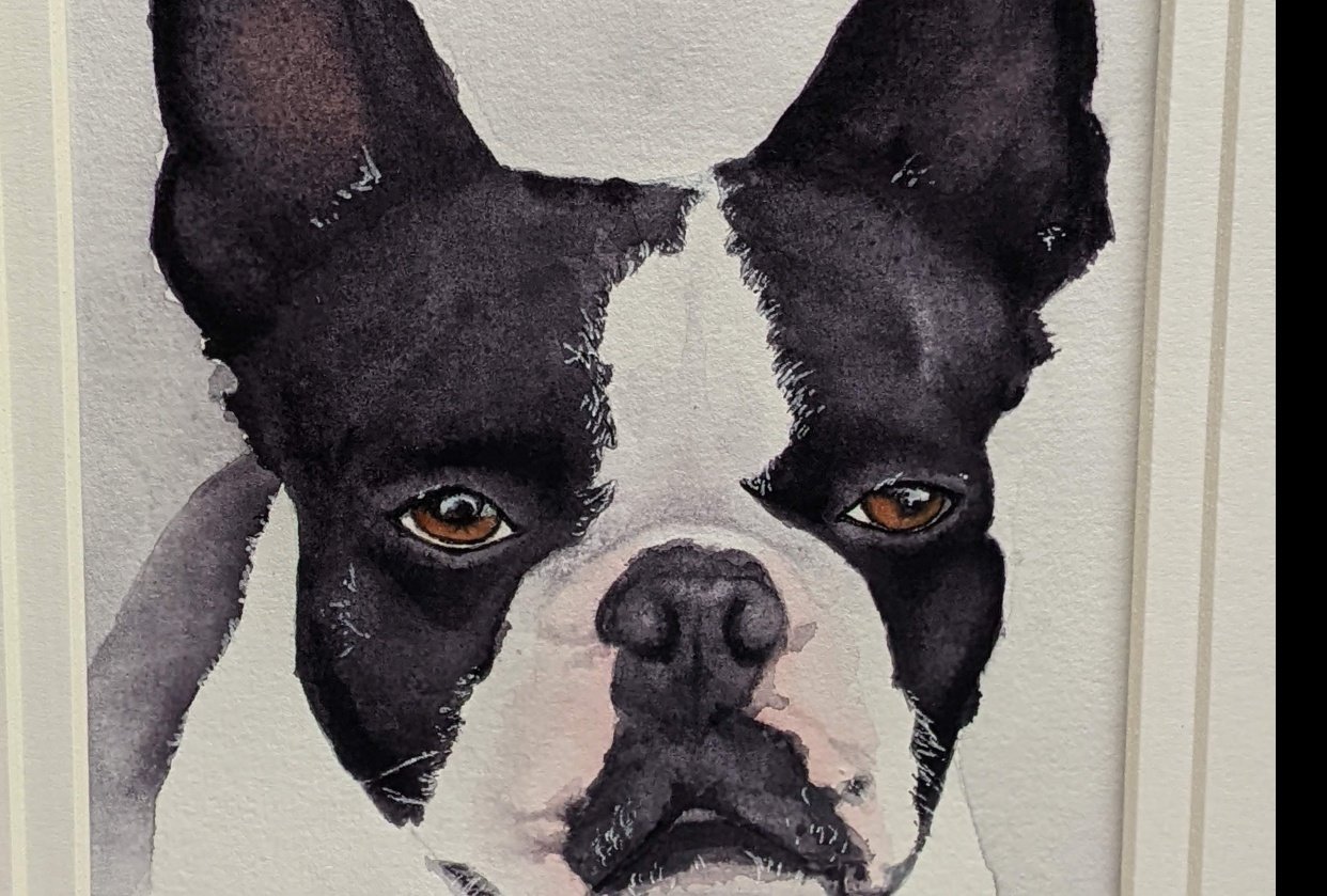 Boston Terrier practice - Bruce | Skillshare Student Project