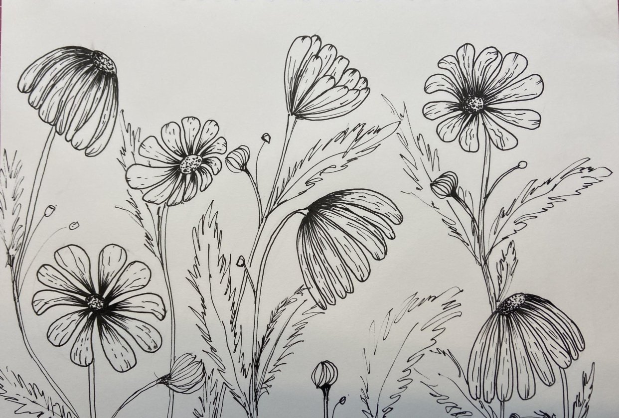 Daisy flower drawings | Skillshare Student Project