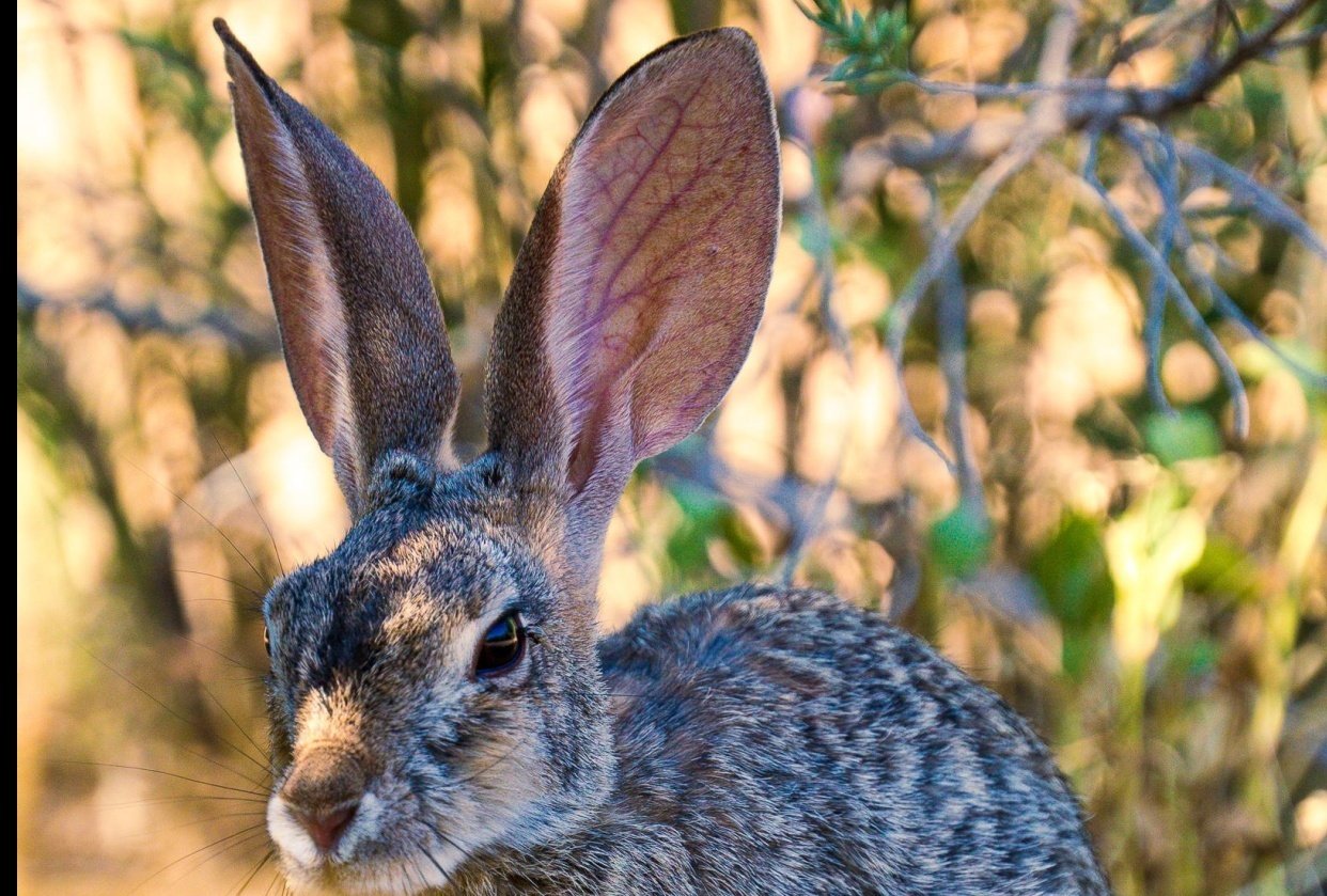 Desert Hare | Skillshare Student Project