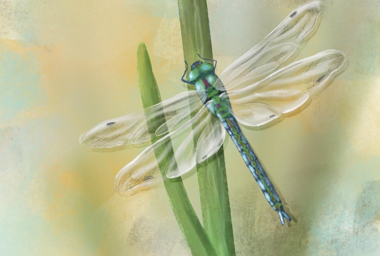 Dragonfly | Skillshare Student Project