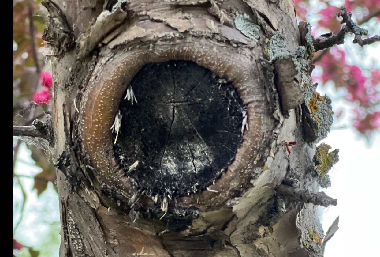 Nature Journal (not quite finished!) | Skillshare Student Project