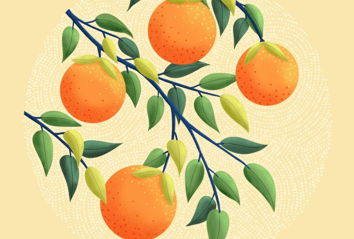 Oranges | Skillshare Student Project