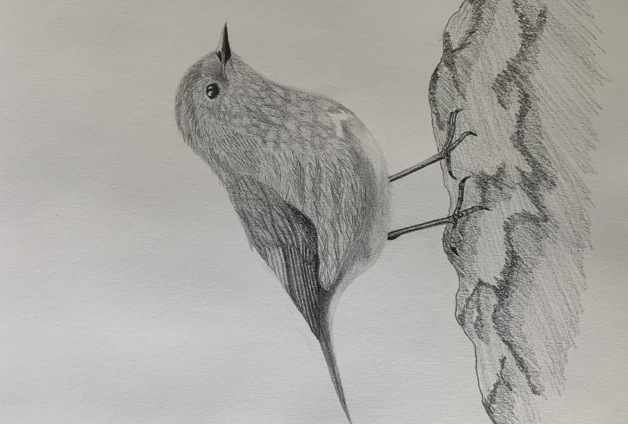 Robin drawing | Skillshare Student Project