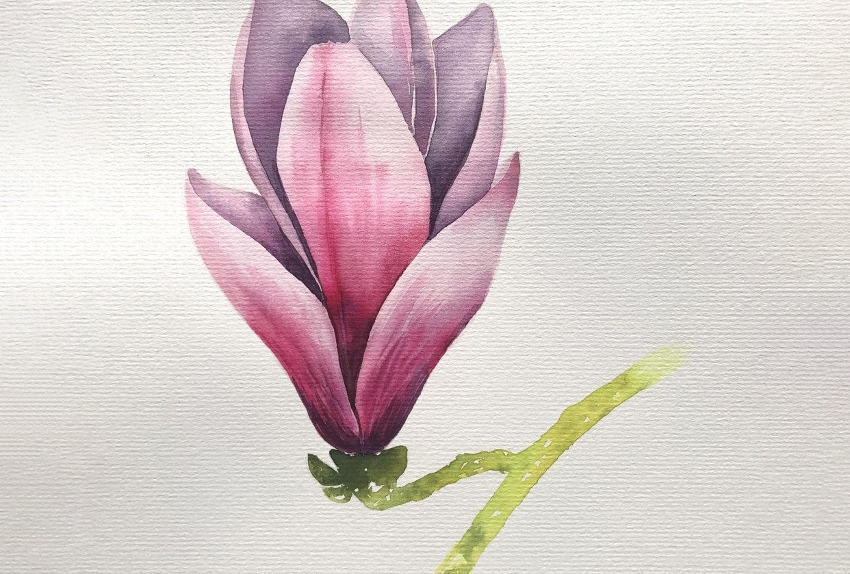 Magnolia 1 study | Skillshare Student Project