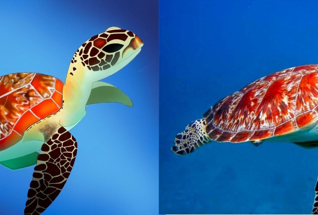 Sea Turtle | Skillshare Student Project