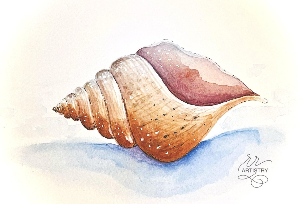 Watercolor Seashell | Skillshare Student Project