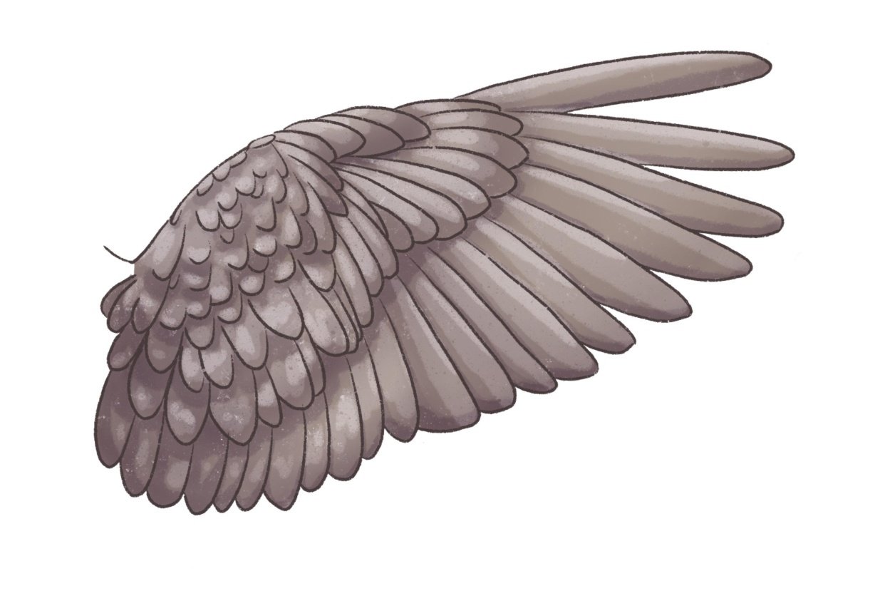 Wing Study | Skillshare Student Project