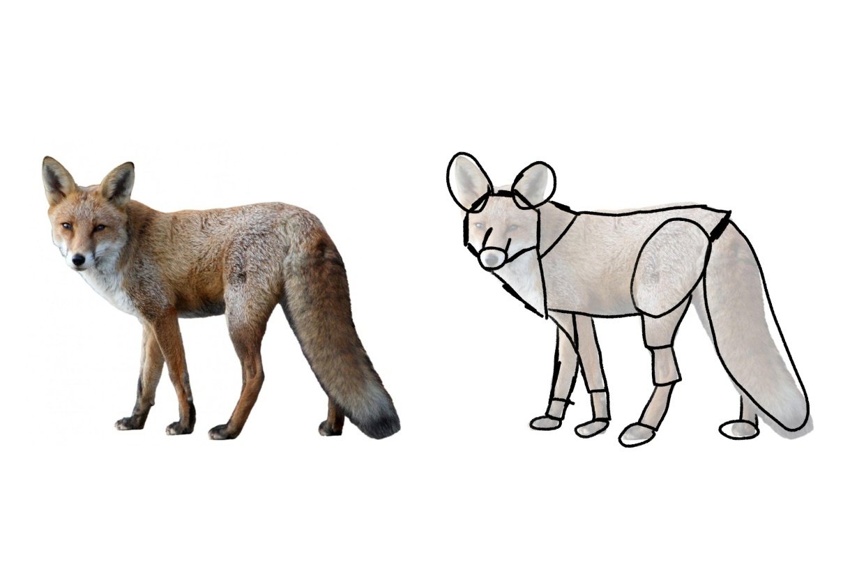 Fox Shapes project | Skillshare Student Project