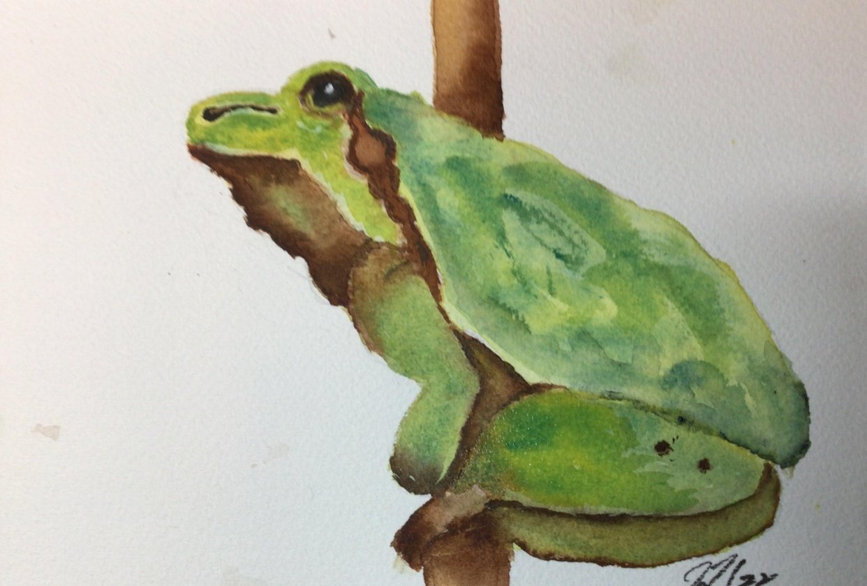 Tree Frog | Skillshare Student Project