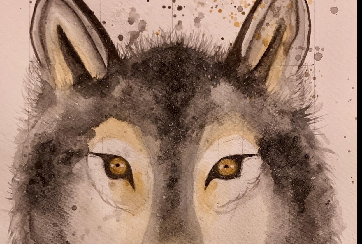 Beginners watercolour - wolf | Skillshare Student Project