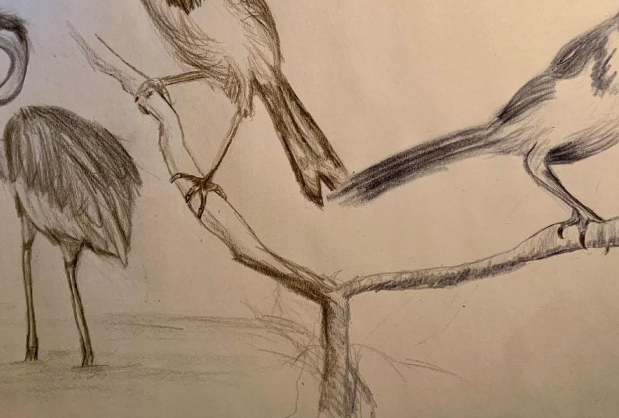 beginner class portfolio | Skillshare Student Project