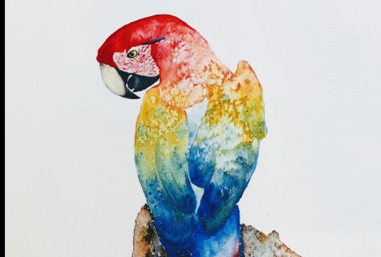 Parrot | Skillshare Student Project