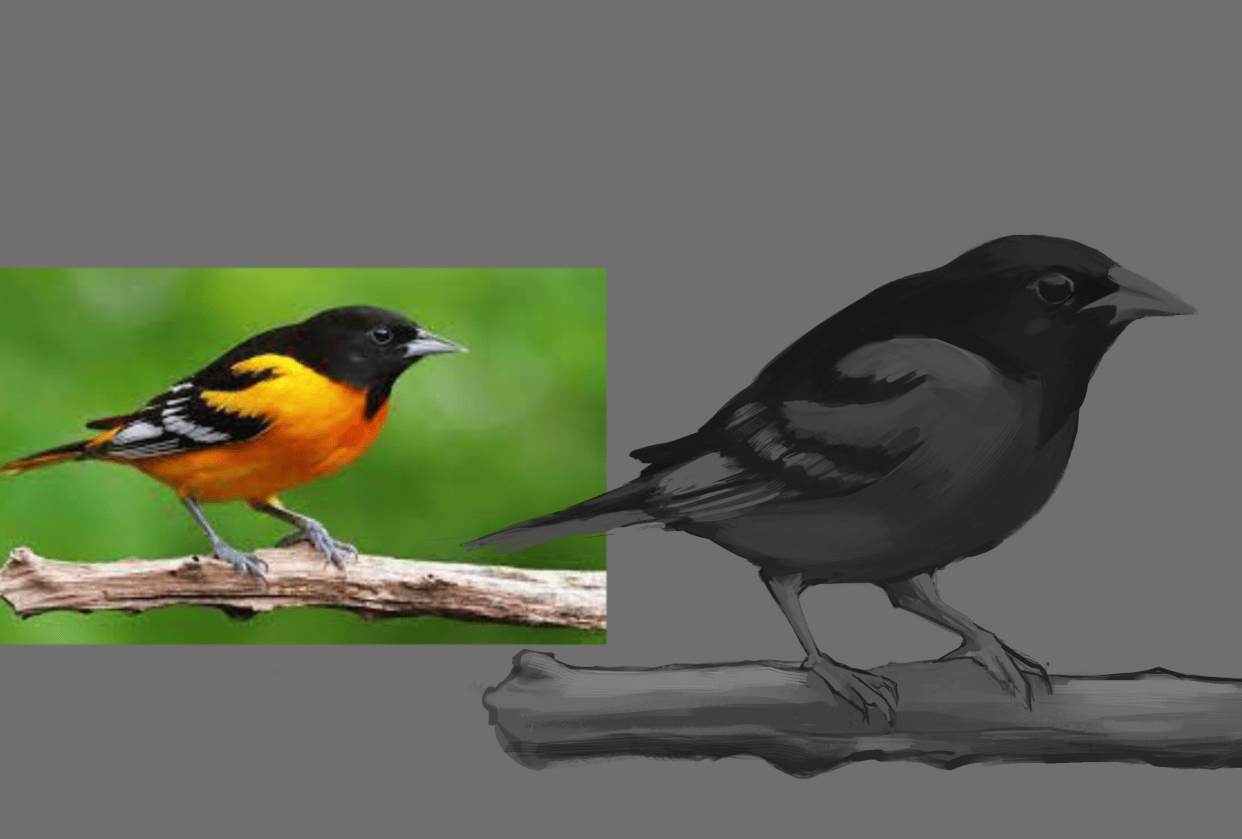 Bird | Skillshare Student Project