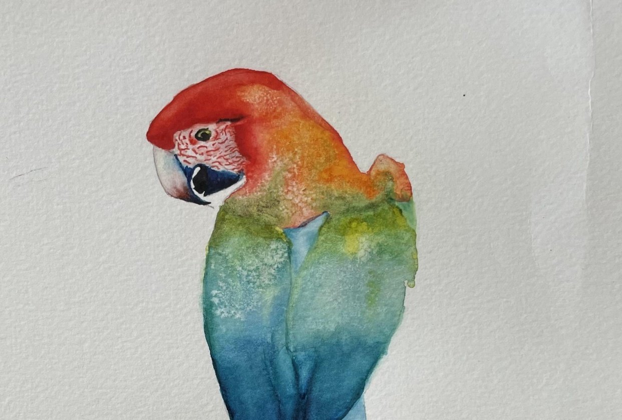 Parrot | Skillshare Student Project