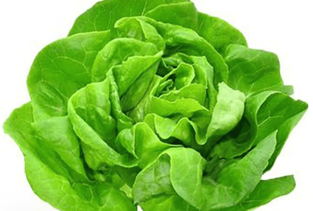 O'Chella Farm Lettuce | Skillshare Student Project