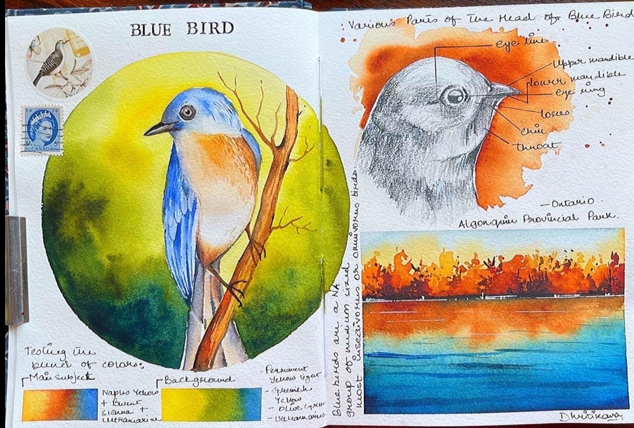Blue Bird - Sketchbook Exercise | Skillshare Student Project