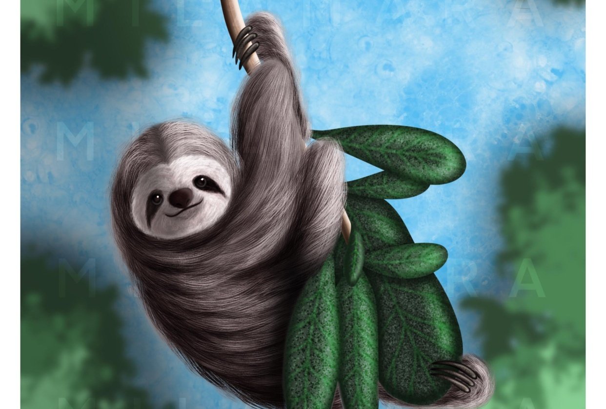Sloth | Skillshare Student Project