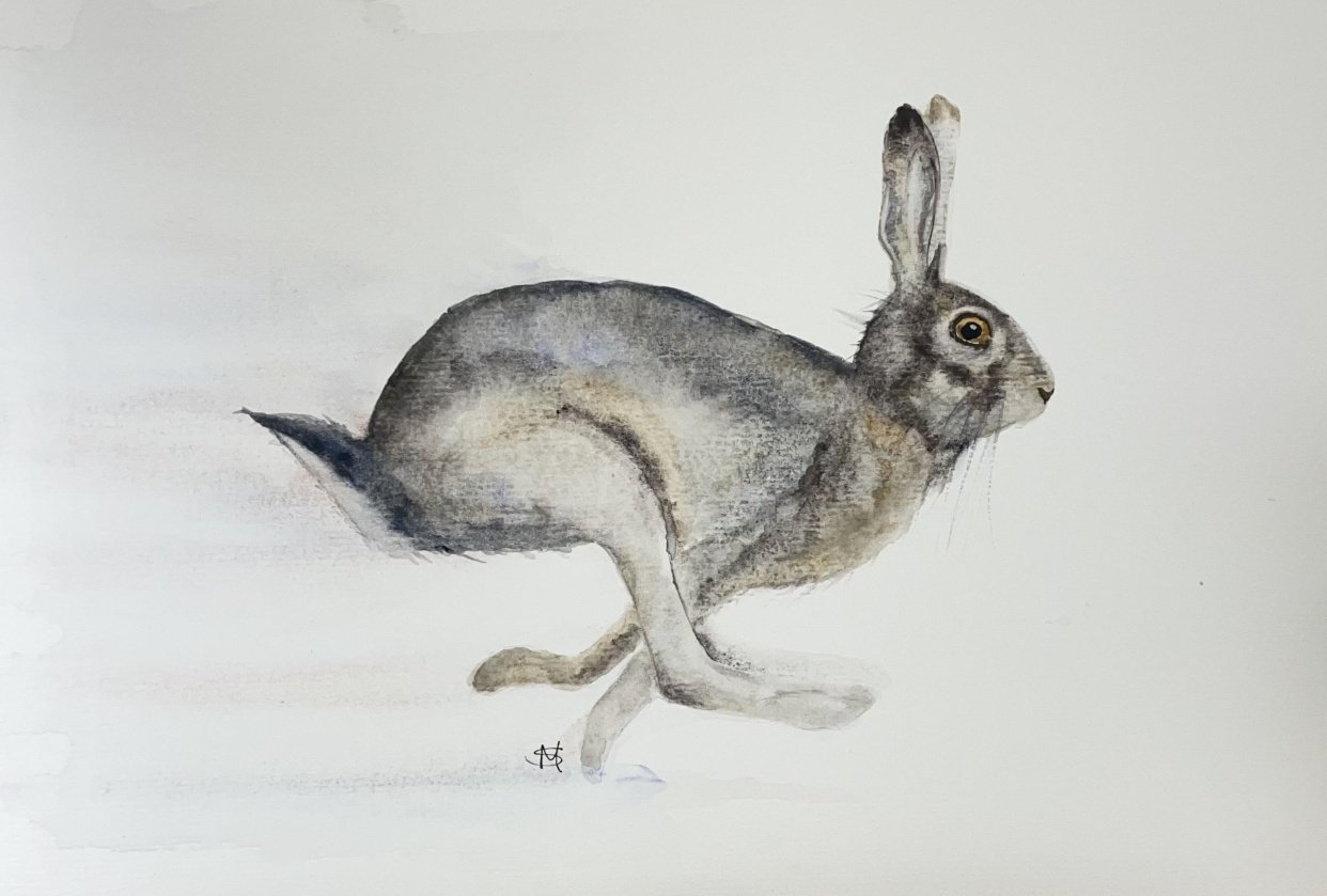 Hare | Skillshare Student Project