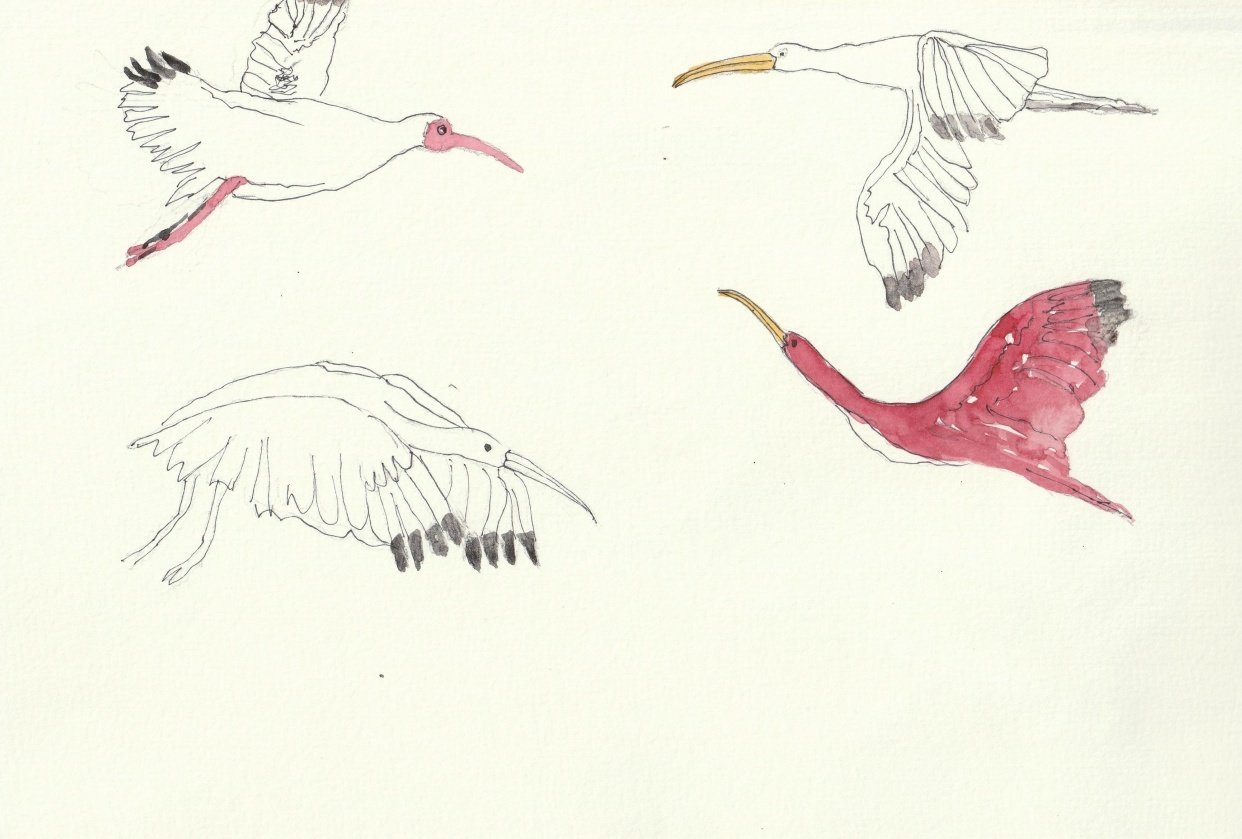 Flying birds | Skillshare Student Project