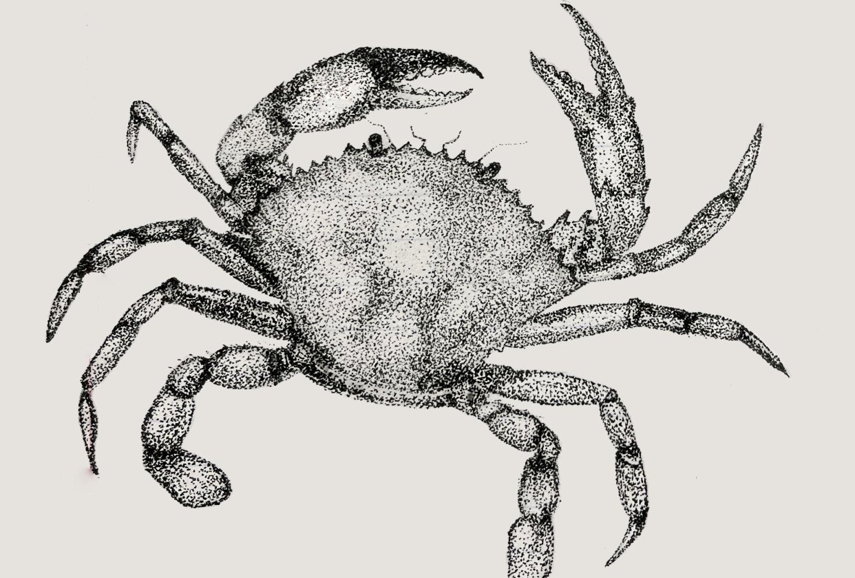 My first drawing try | Skillshare Student Project