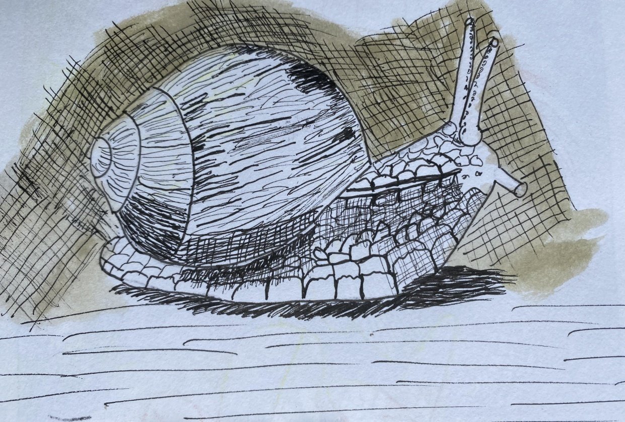 30 DAY DRAWINGS | Skillshare Student Project