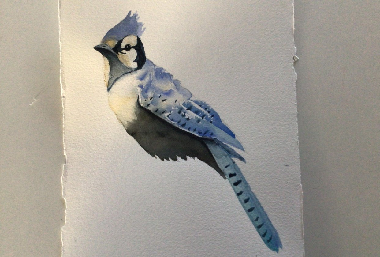 Blue Jay | Skillshare Student Project