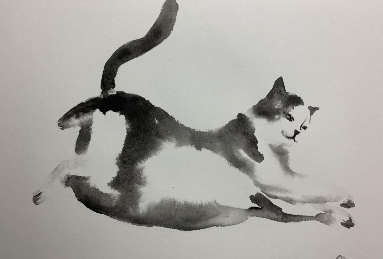 My first cat class | Skillshare Student Project My first cat class | Skillshare Student Project