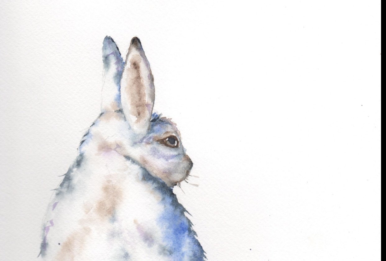 Snowshoe Hare | Skillshare Student Project
