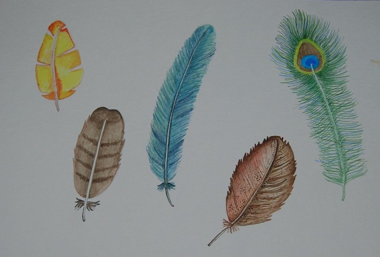 Feathers | Skillshare Student Project