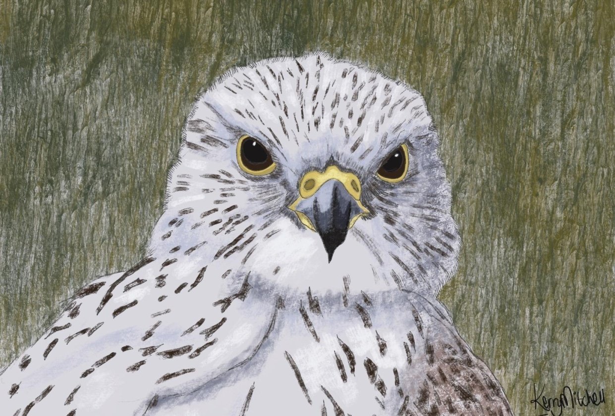 7 day project - Snow Hawk, flamingo, Iris | Skillshare Student Project