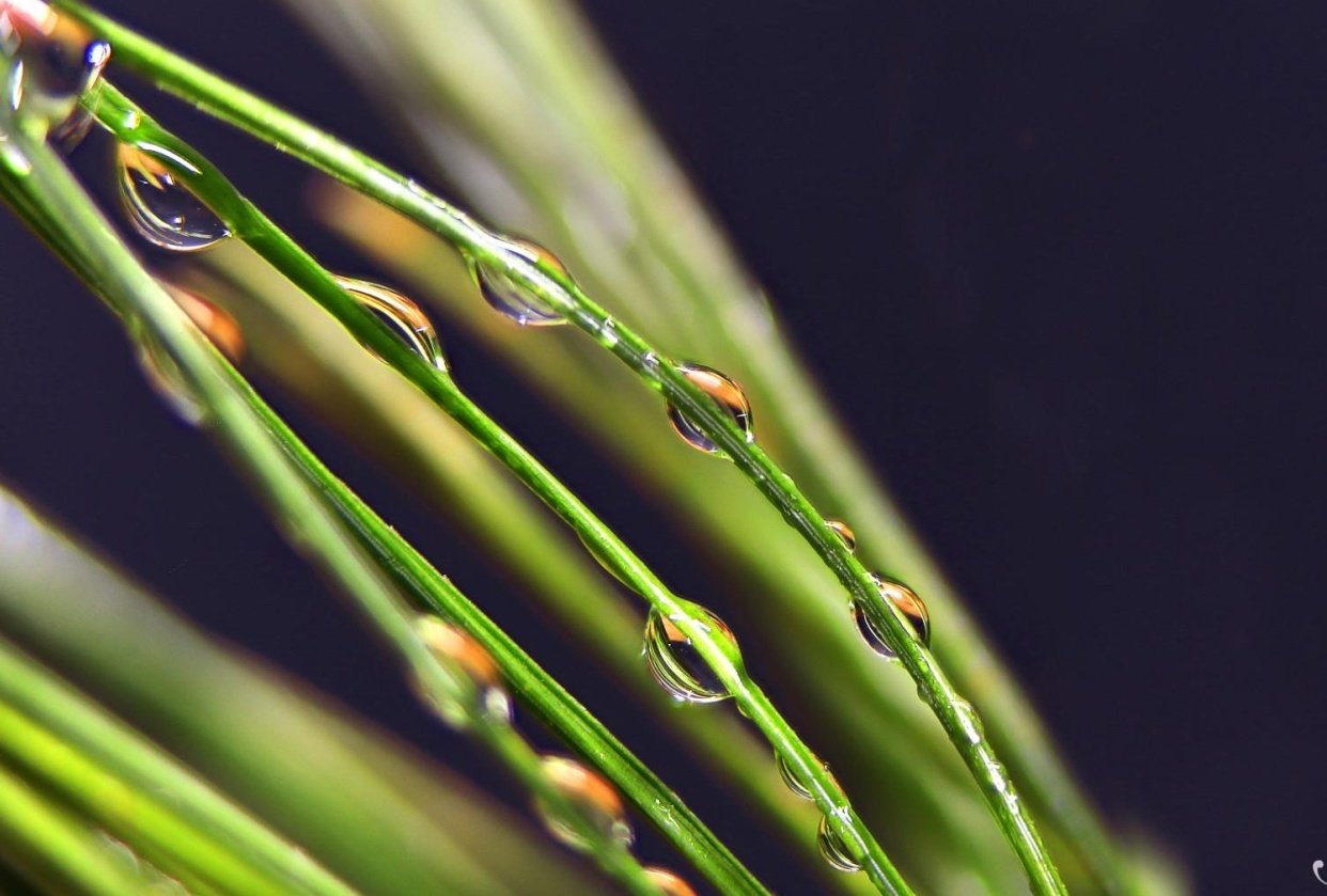 Pine Needles Skillshare Student Project