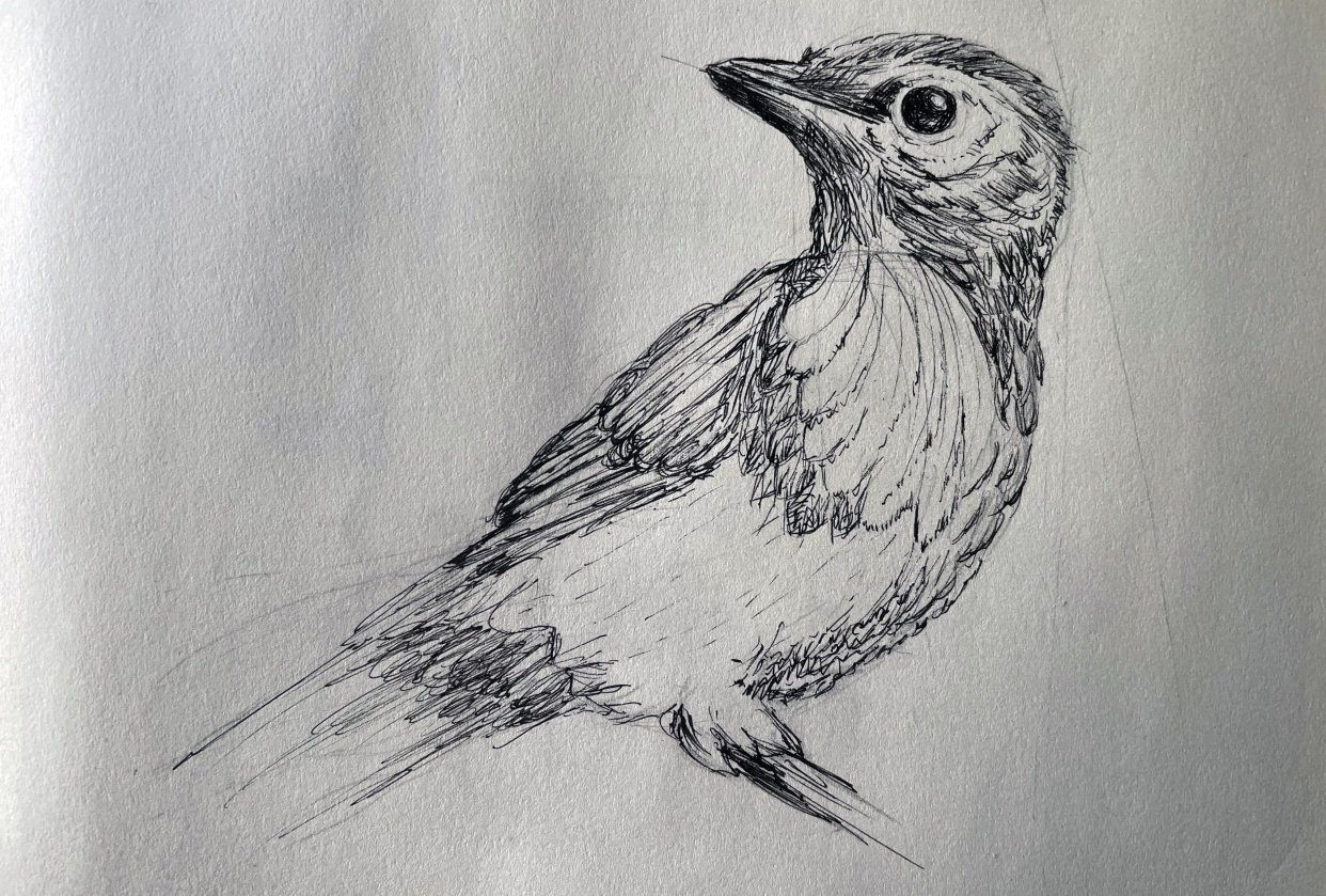 scrub jay by satish | Skillshare Student Project