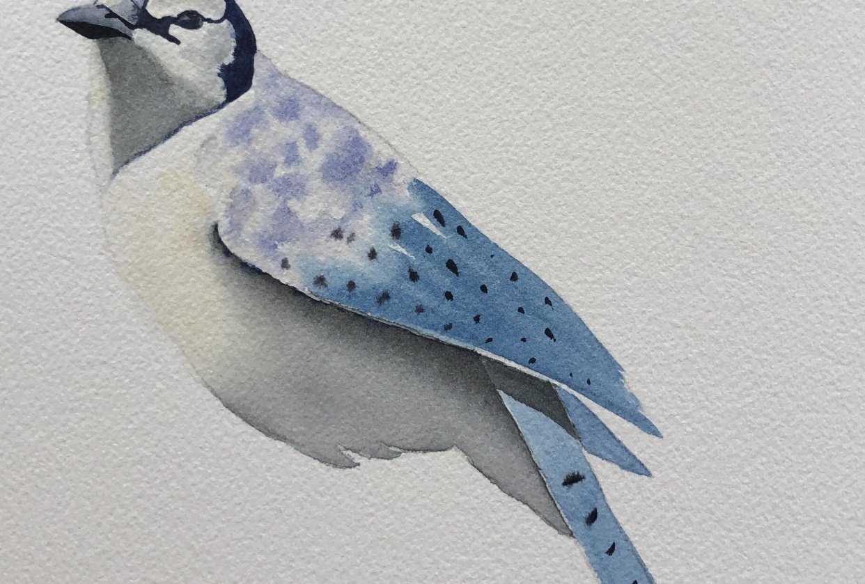 Blue Jay | Skillshare Student Project