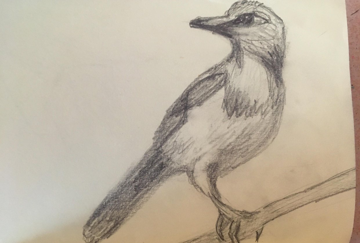 drawing | Skillshare Student Project