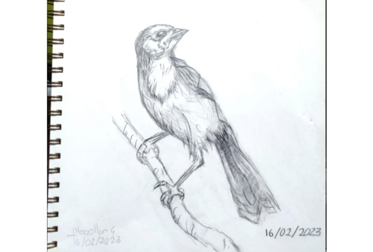 BIRD CLASS | Skillshare Student Project