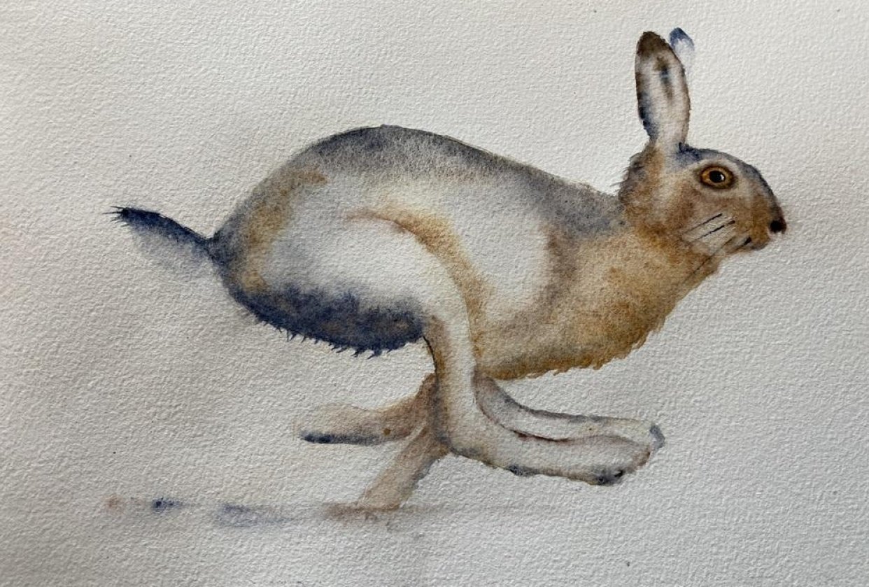 Galloping Brown Hare | Skillshare Student Project