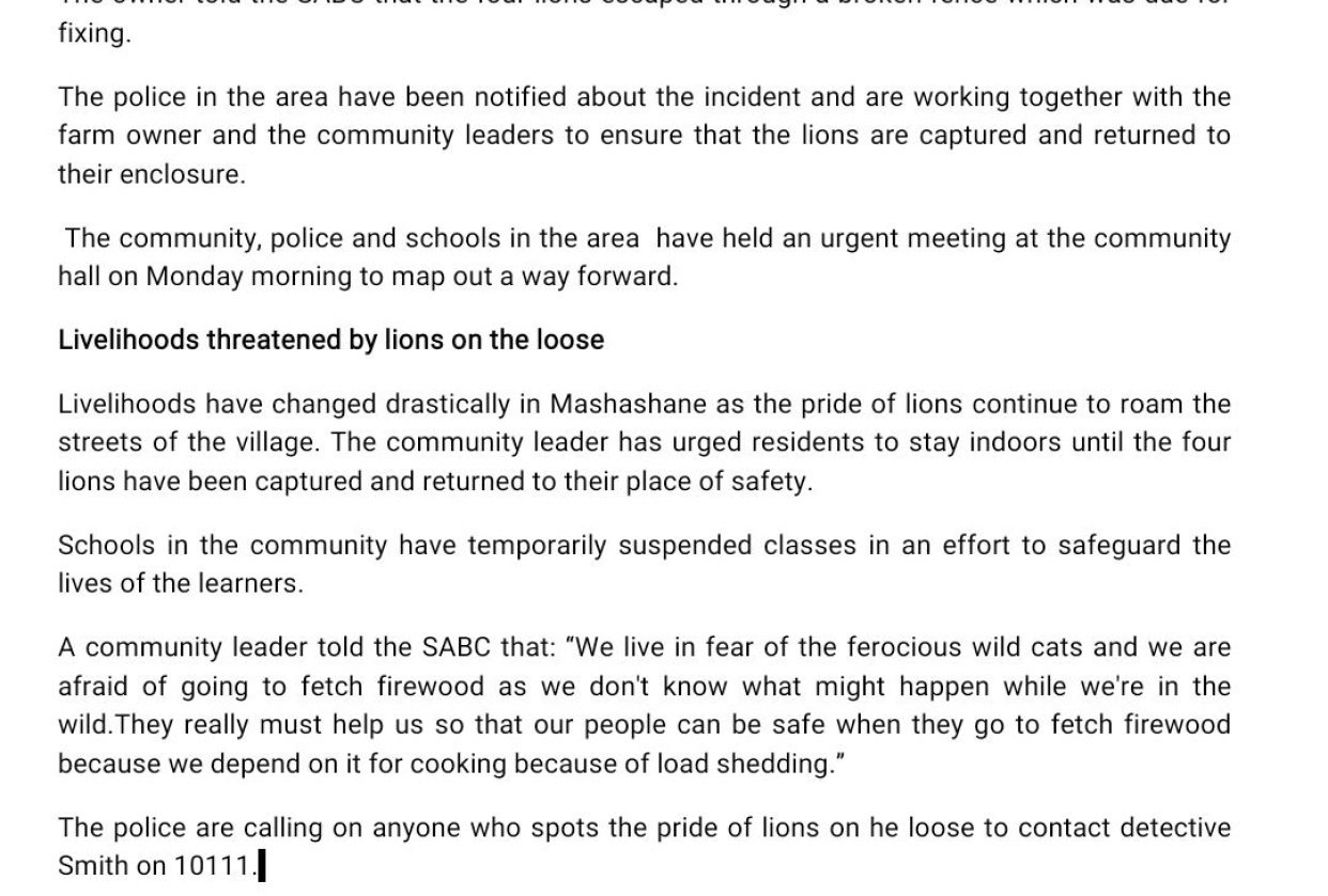 Four lions on the loose threatens lives in Mashashane village ...