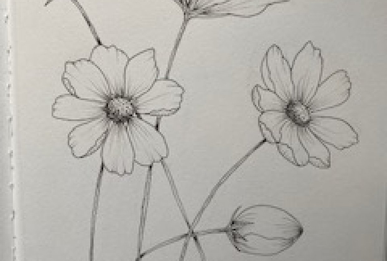 Botanical Drawing for Beginners | Skillshare Student Project