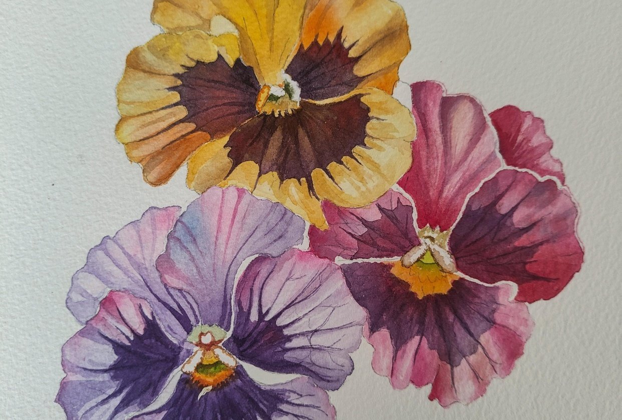 Panse | Skillshare Student Project