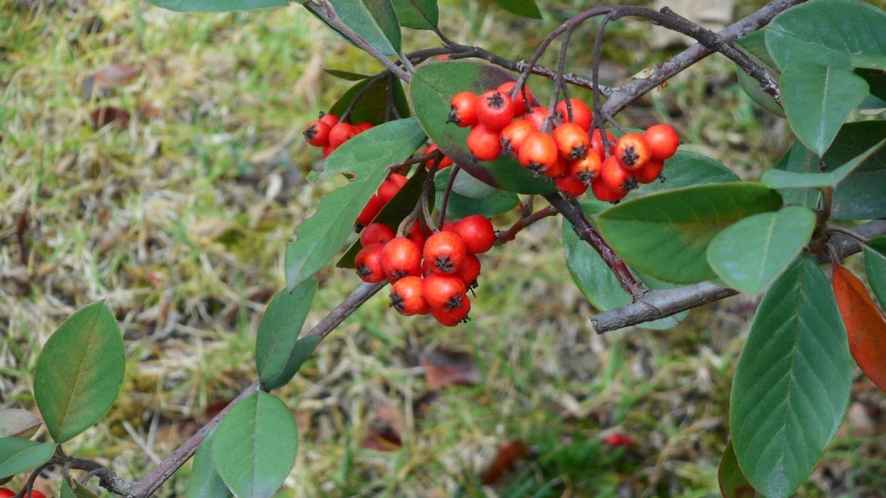 Holly | Skillshare Student Project