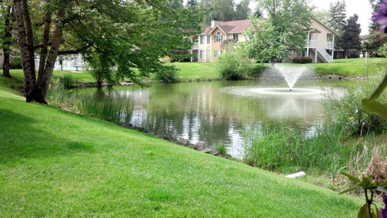 Pond View | Skillshare Student Project