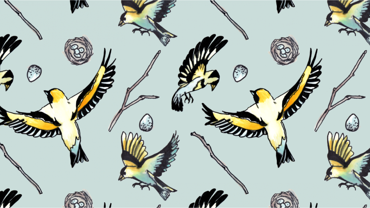 Bird Repeating Pattern Design | Skillshare Student Project