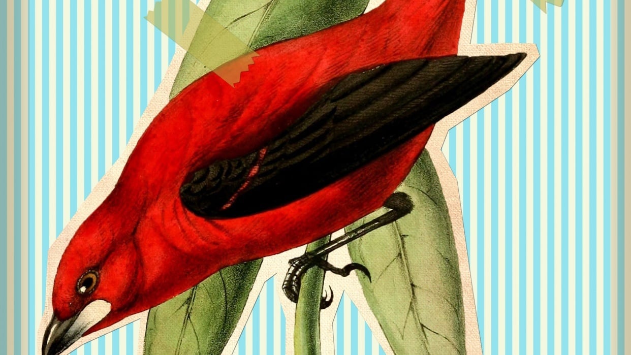 Bird | Skillshare Student Project