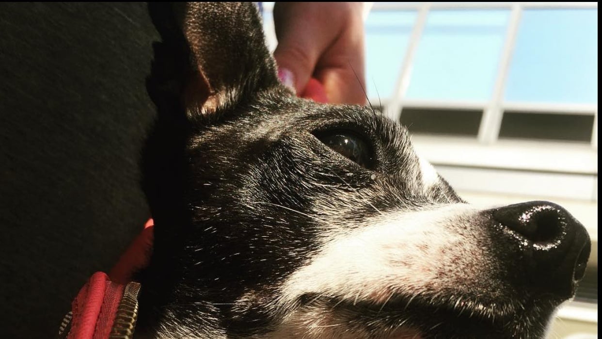 "Old" Dog/New Tricks | Skillshare Student Project