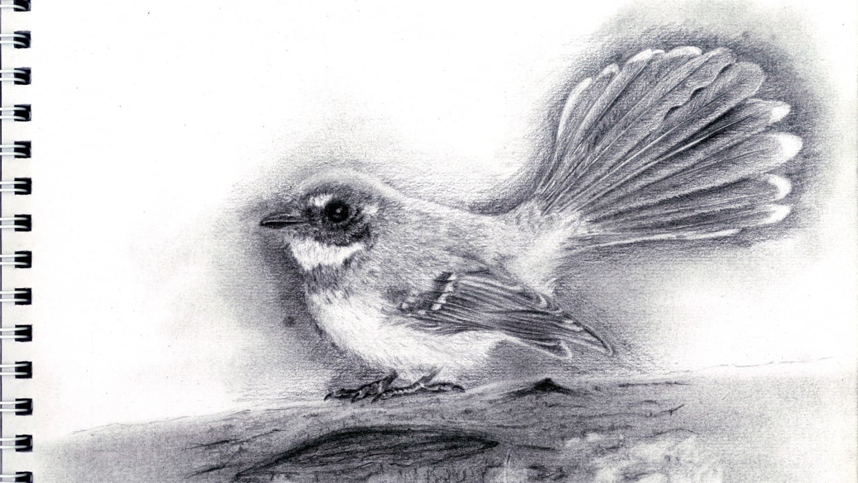 The Fantail | Skillshare Student Project