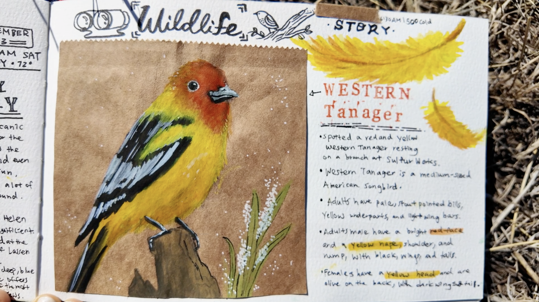 Wildlife Nature Journaling: Drawing Animals from Observation | Amy Wang ...
