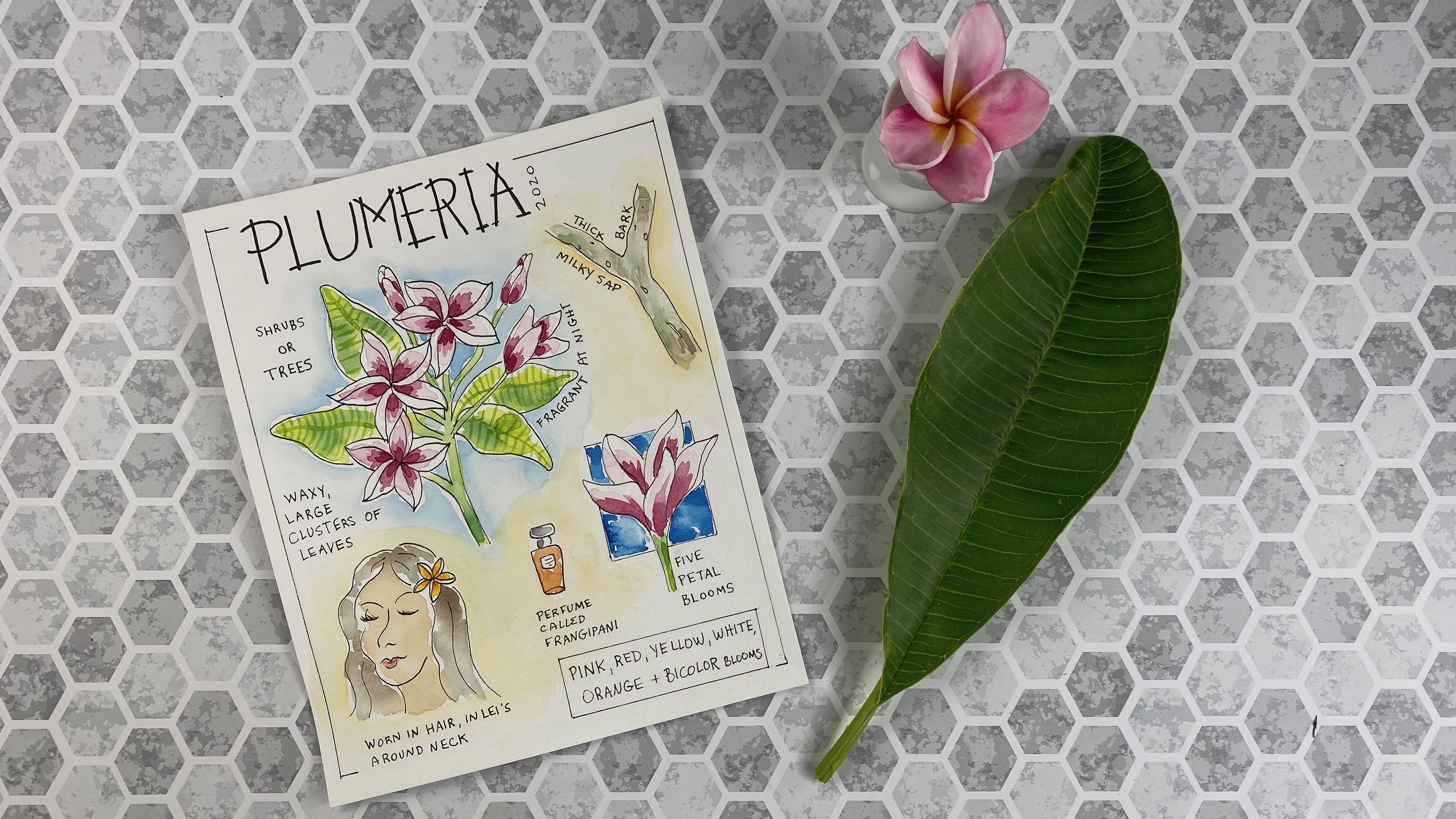 Page de sketchbook Plumeria : Nature Journal | Daniela Mellen | Skillshare