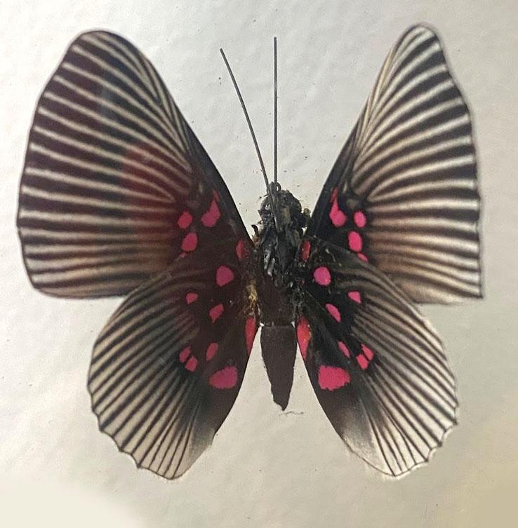 Painting Butterflies For Beginners - Watercolor Class | Sarah Van Evera ...