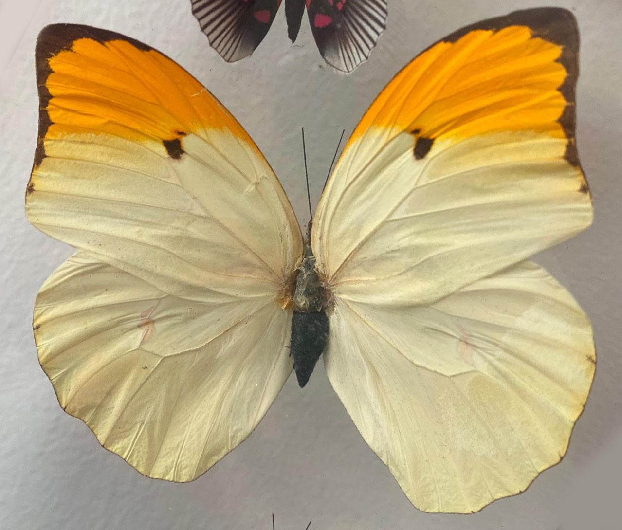 Painting Butterflies For Beginners - Watercolor Class | Sarah Van Evera ...